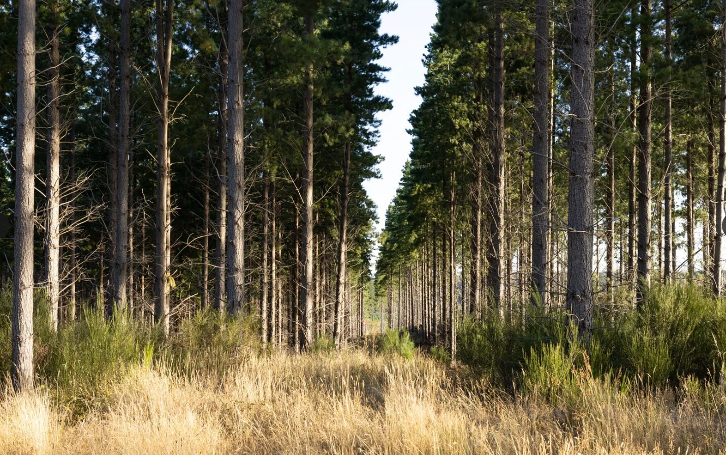 “How to Choose the Right Timber for Outdoor Projects in New Zealand ...